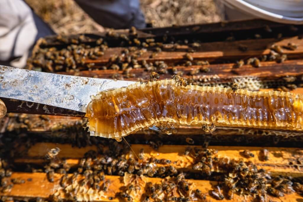 Our Services – Plan Bee Honey